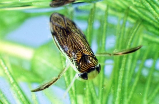 Edible Insects : Axayácatl (Ahuautli) – Masa Americana