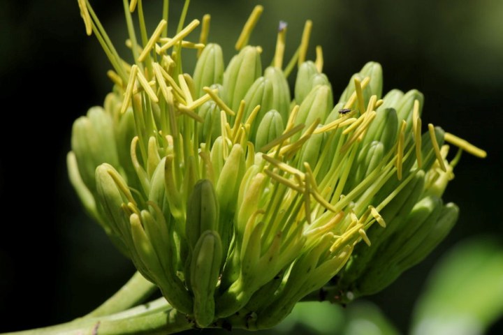 Flor de Maguey : The Agave Flower – Masa Americana