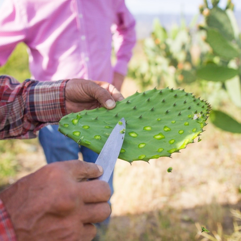 The Nopal as Food – Masa Americana