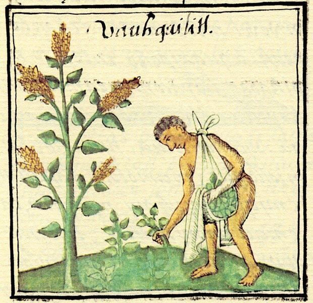 Quelites : Quilitl – Masa Americana