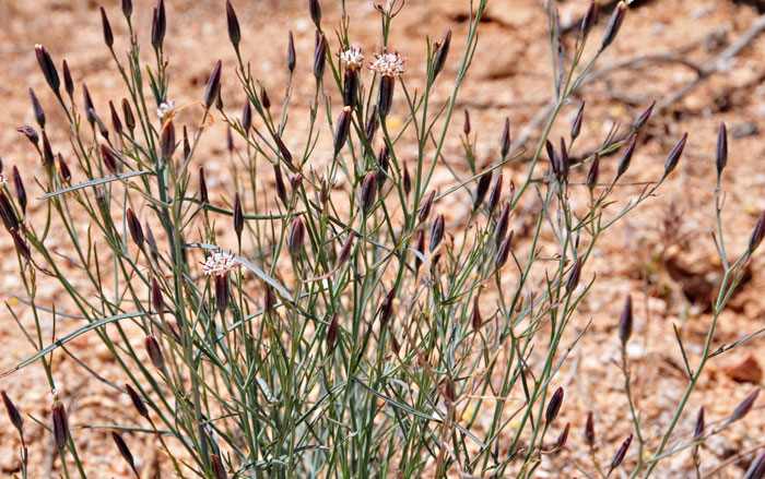 Quelite : Porophyllum gracile : Deer Weed – Masa Americana
