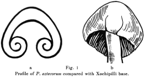 Xochipilli. The Prince of Flowers – Masa Americana
