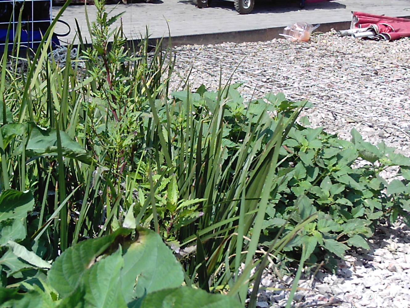 Quelites : Quilitl – Masa Americana