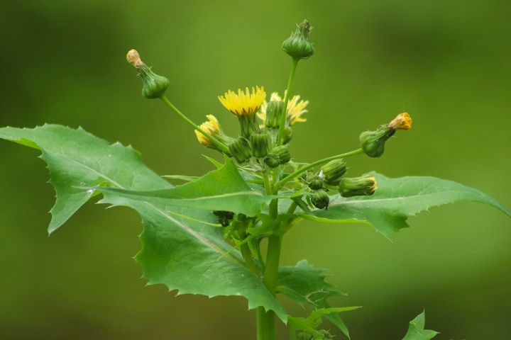 Quelite : Sowthistle : Sonchus oleraceus – Masa Americana
