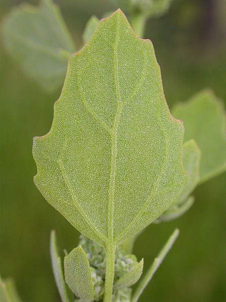 Chenopodiums – Masa Americana