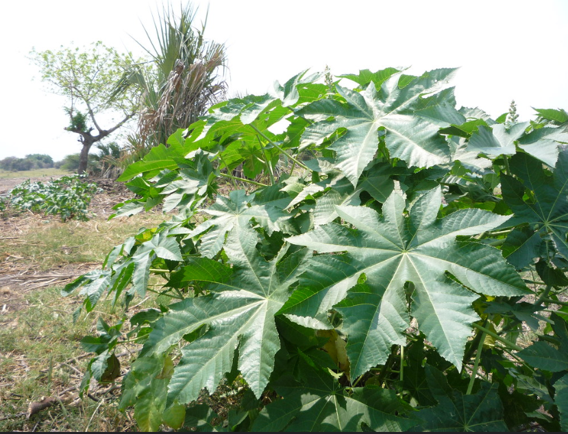 Empacho – Masa Americana