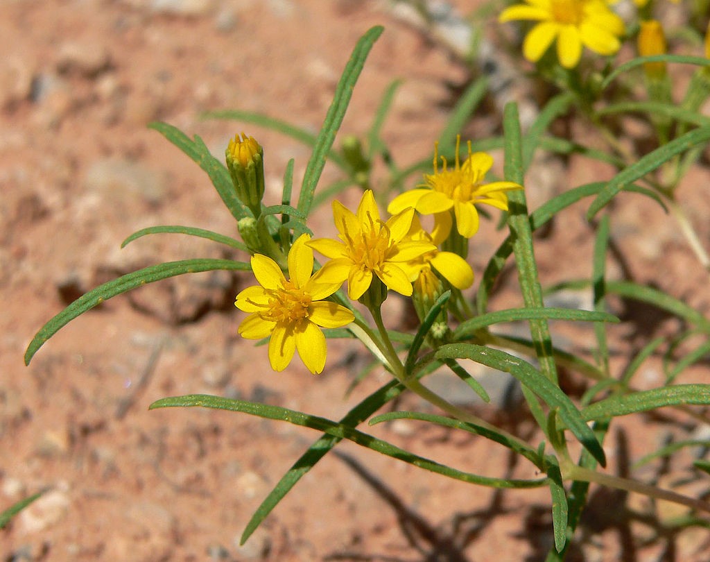 Chinchweed : Pectis papposa – Masa Americana