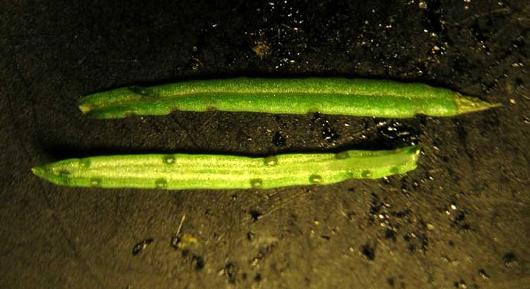 Chinchweed : Pectis papposa – Masa Americana