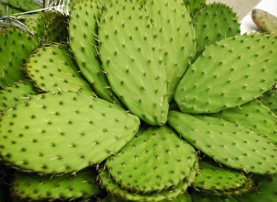 Environmentally Friendly Paint from the Nopal Cactus – Masa Americana