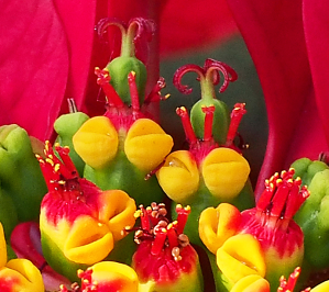 Bougainvillea : Bugambilia – Masa Americana