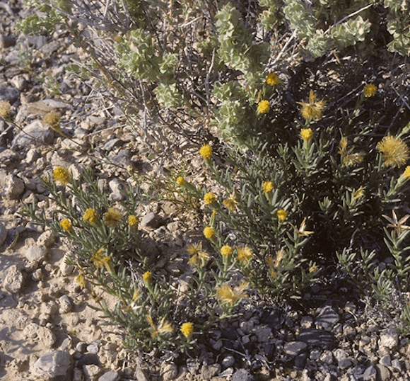 New(ish) Additions to the Poreleaf Family. – Masa Americana