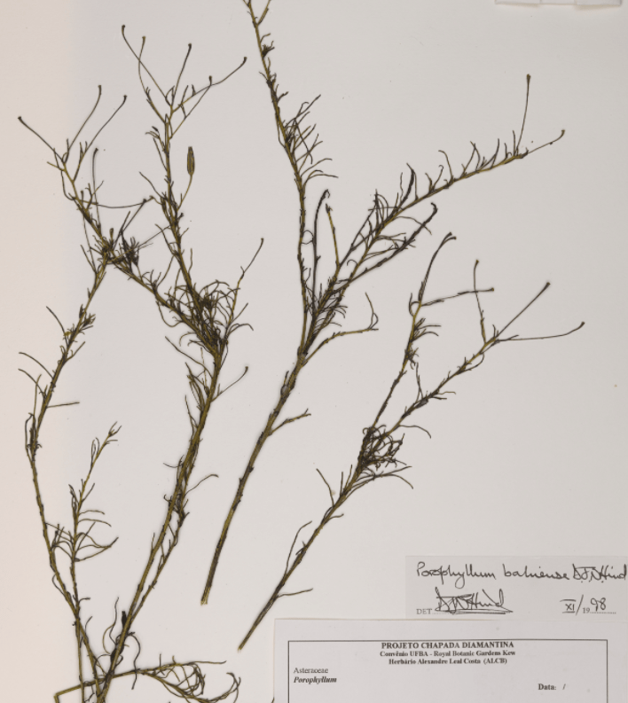 New(ish) Additions to the Poreleaf Family. – Masa Americana