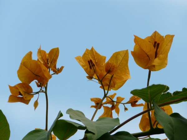 Bougainvillea : Bugambilia – Masa Americana