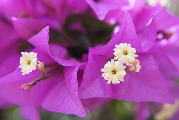 Bougainvillea : Bugambilia – Masa Americana