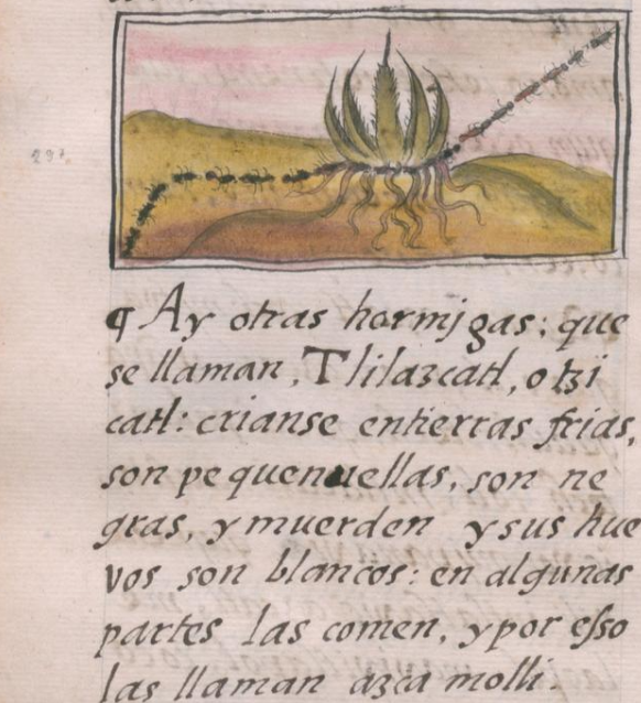 Edible Insects : Escamoles – Masa Americana