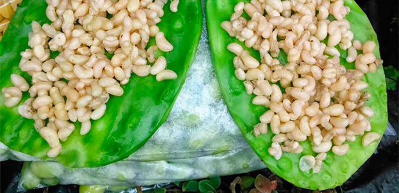 Edible Insects : Escamoles – Masa Americana