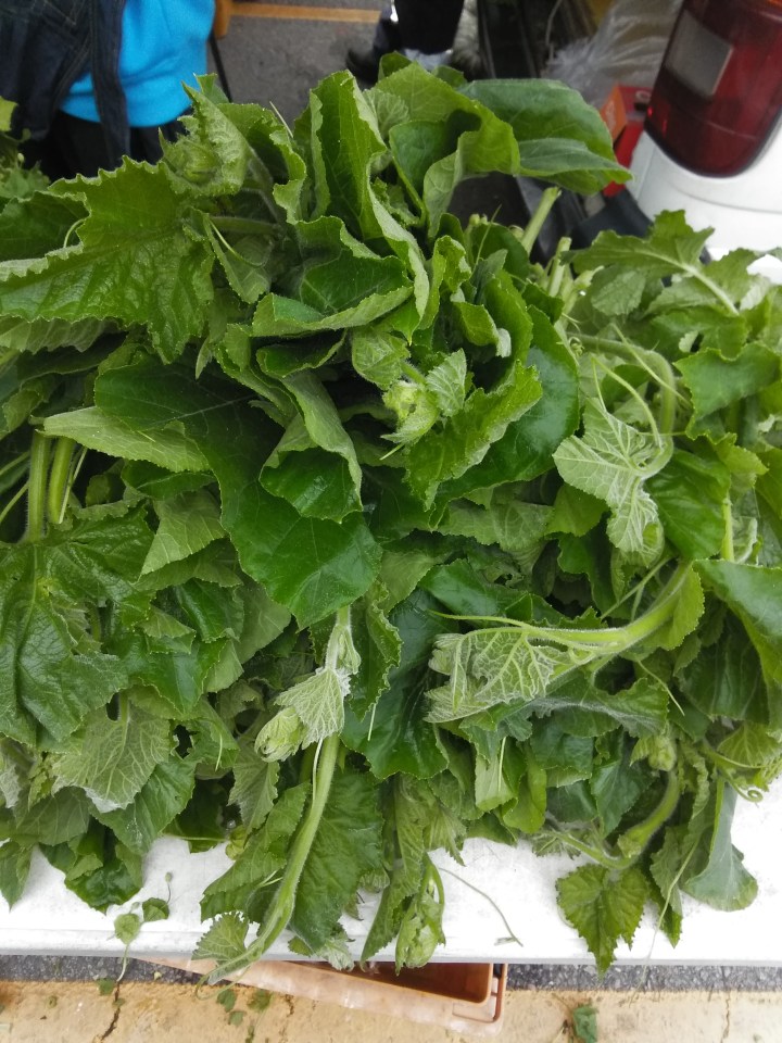 Quelite : Chepiche/Pipicha : Porophyllum tagetoides – Masa Americana