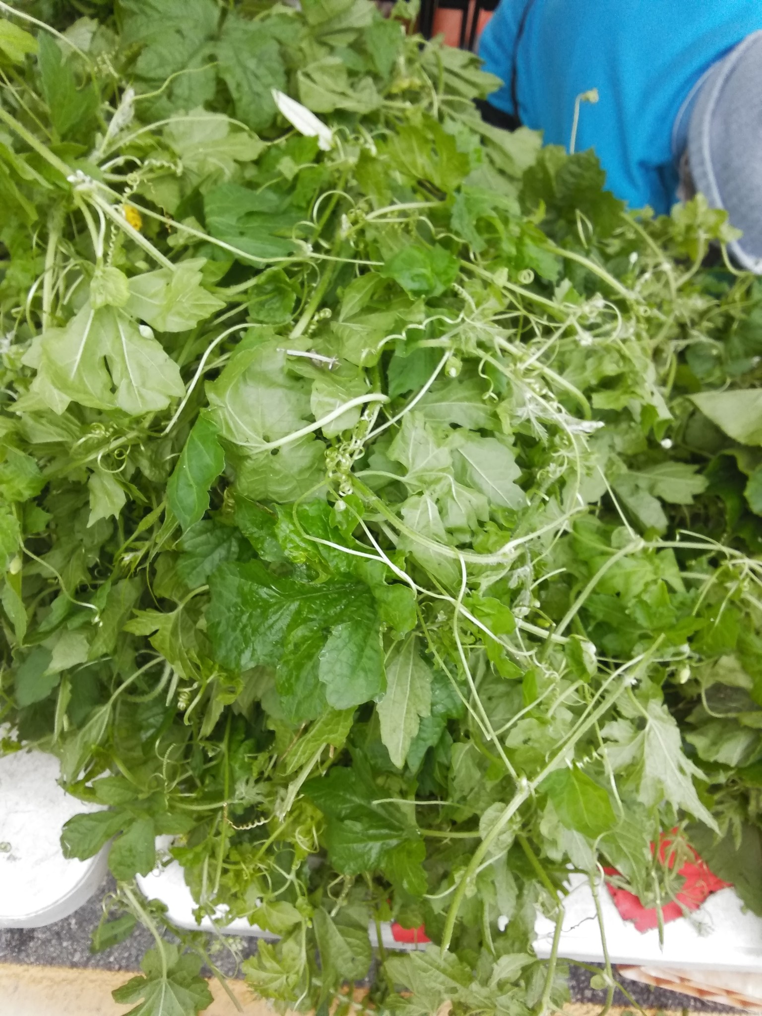 Quelite : Chepiche/Pipicha : Porophyllum tagetoides – Masa Americana