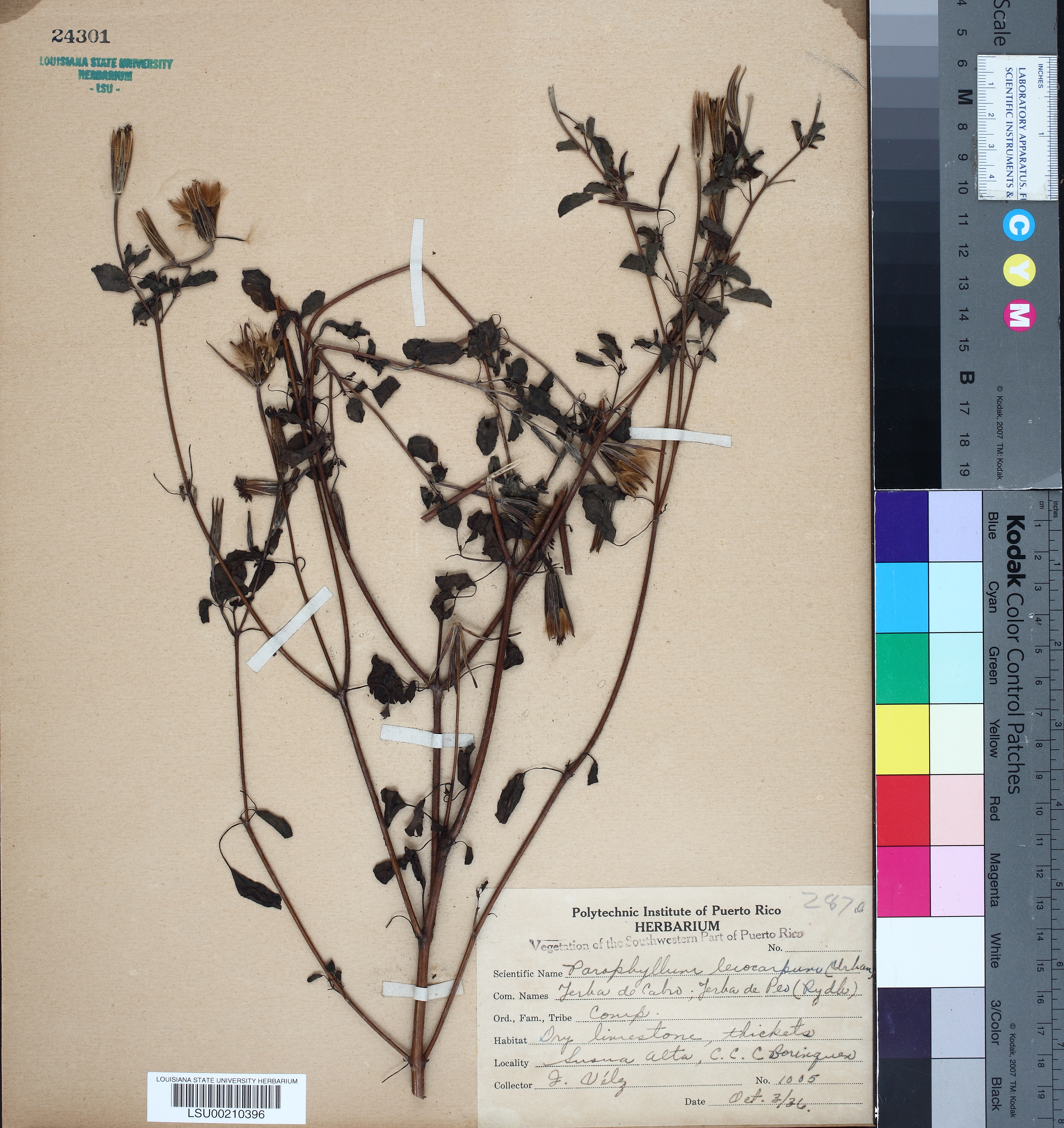 Porophyllum leucospermum – Masa Americana