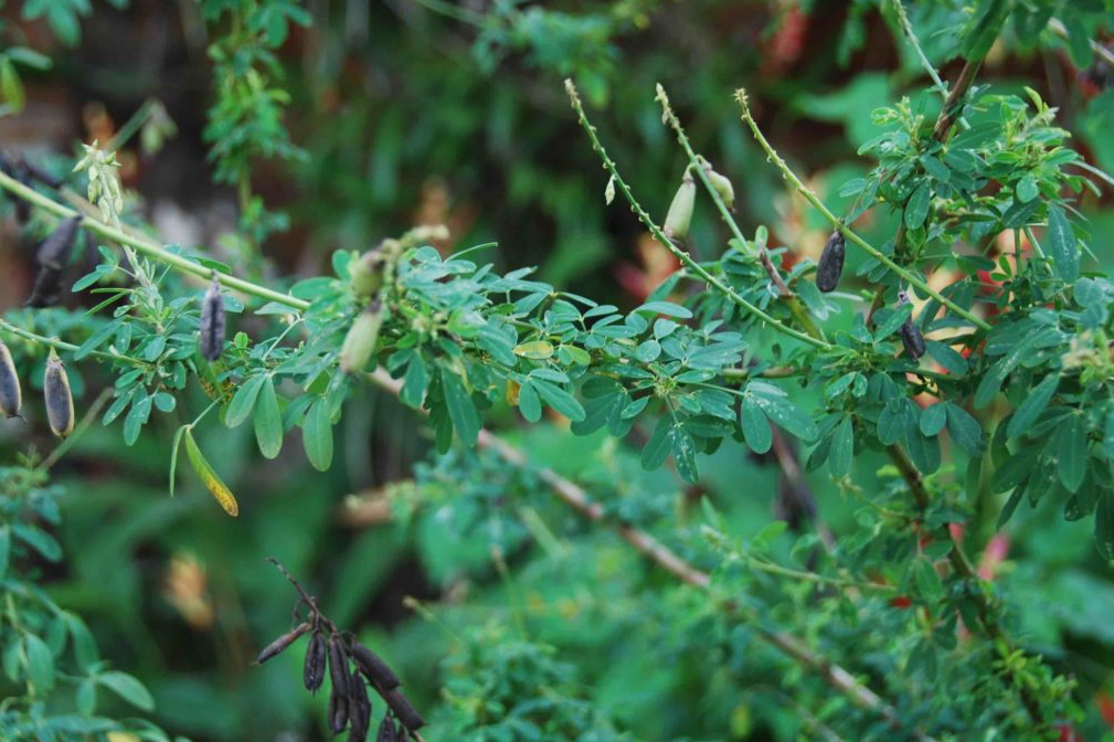 Quelite : Chipilin : Crotalaria longirostrata – Masa Americana