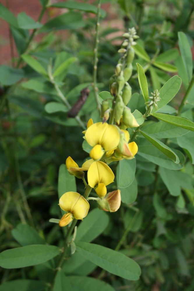 Quelite : Chipilin : Crotalaria longirostrata – Masa Americana