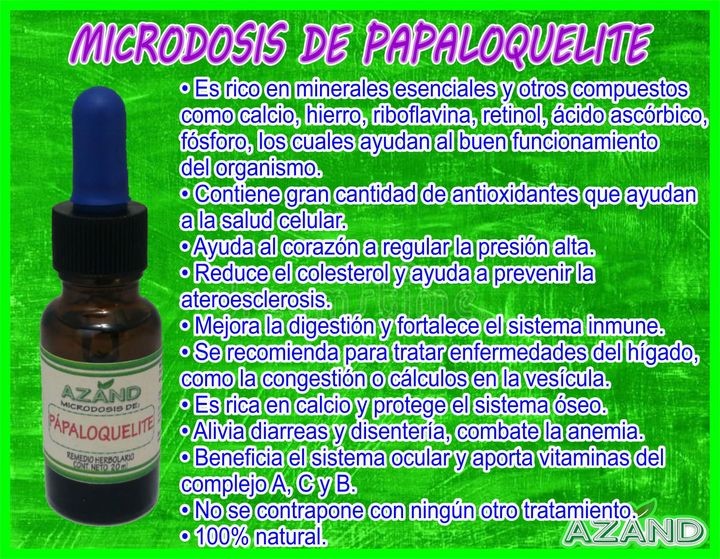 Quelite : Quillquina : Porophyllum ruderale – Masa Americana