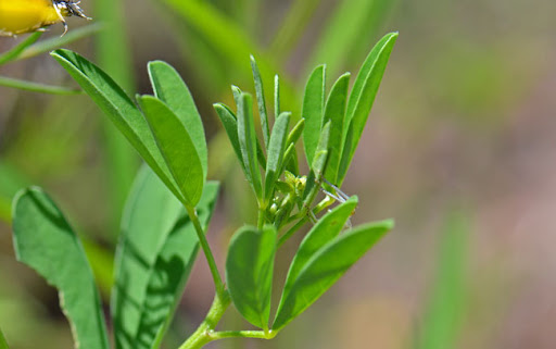 Quelite : Chipilin : Crotalaria longirostrata – Masa Americana