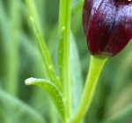 Quelite : Chepiche/Pipicha : Porophyllum tagetoides – Masa Americana