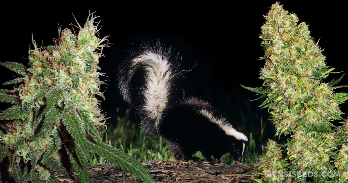 Skunkweed and the Skunk – Masa Americana