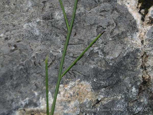 Porophyllum filiforme – Masa Americana