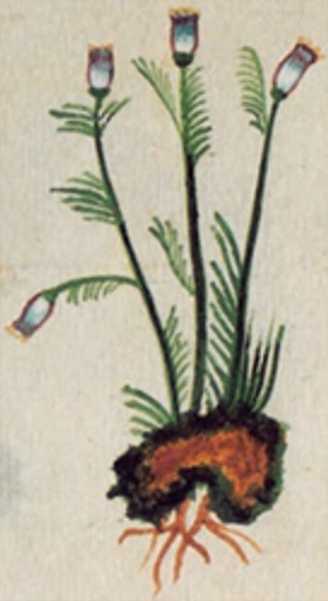 Ayauhtona. Another Poreleaf? – Masa Americana