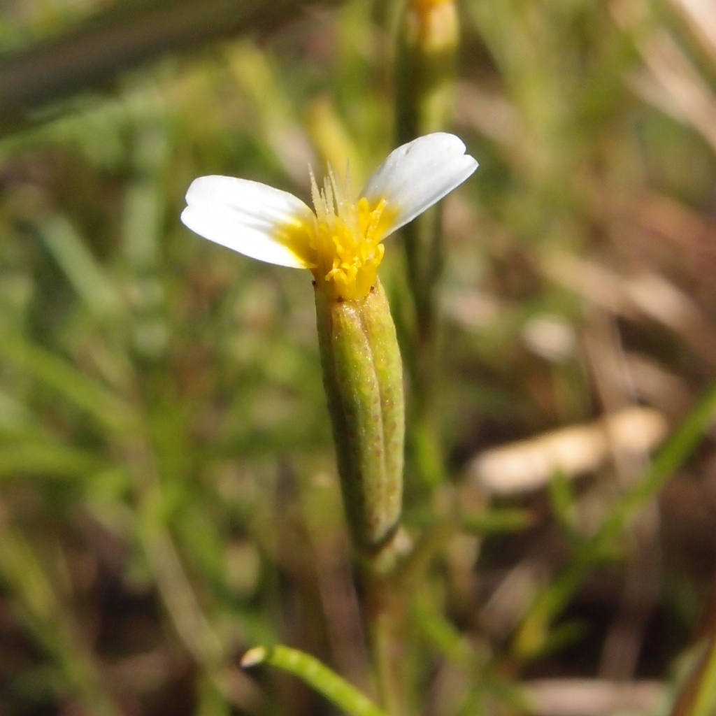 Quelite : Anis de Chucho : Tagetes micrantha – Masa Americana