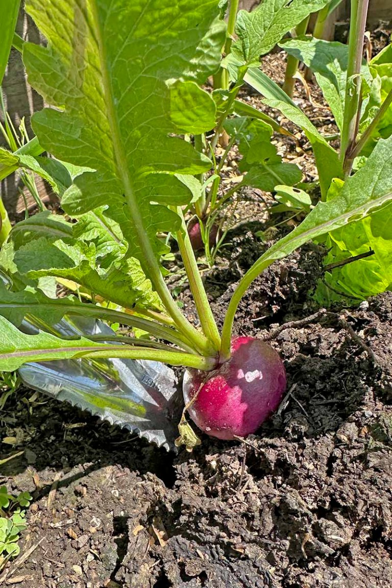 Rábano. The Radish. – Masa Americana