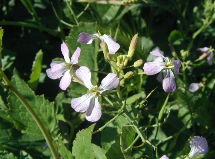 Rábano. The Radish. – Masa Americana