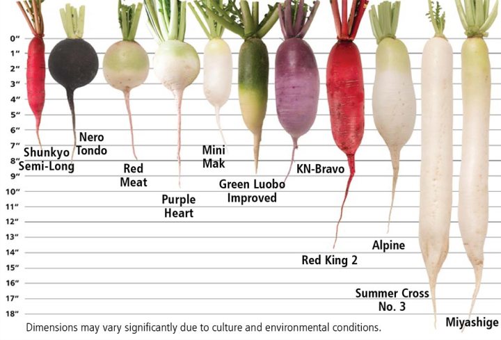 Rábano. The Radish. – Masa Americana